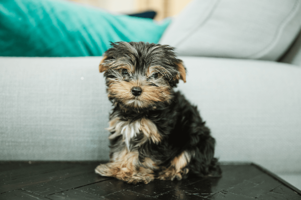 Exact Moment Owner Realizes Second Dog for Senior Yorkie Was the Right ...