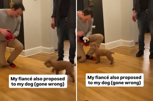 Man’s Sweet Gesture Proposing to Fiancé’s Dog Too Backfires Hilariously ...