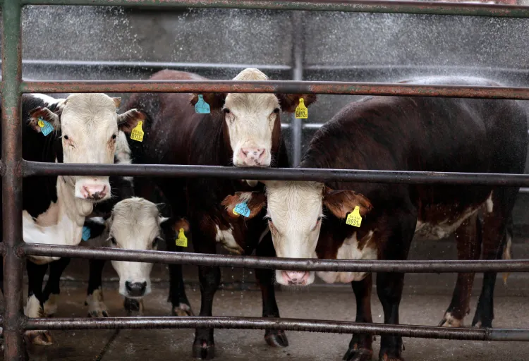 Trump Beef Executive Order: Will Import Surge Lower Your Grocery Store ...
