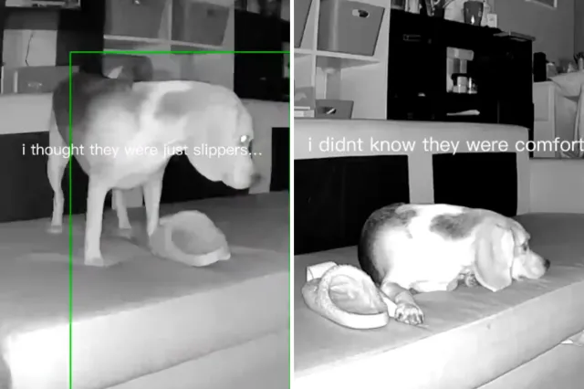 Cam Captures Dog Taking Slippers at Night, Then Owner Realizes Reason ...