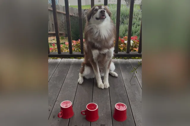 Seven At-Home Tests You Can Do to See How Smart Your Dog Is - Newsweek