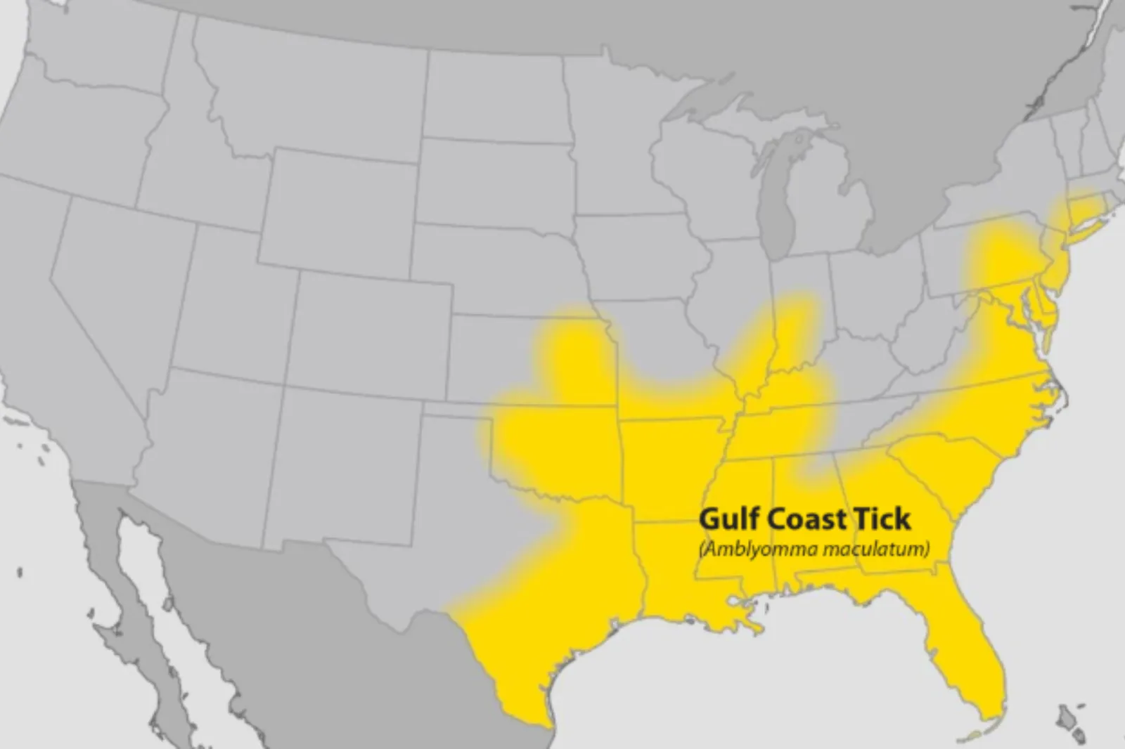 Map Shows Where Ticks Are Spreading Across US as Bites Spark CDC ...