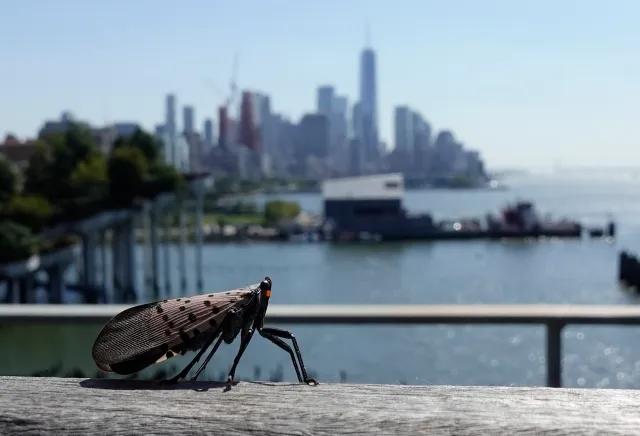 Invasive Species Spreading Across US As Warning Issued About Golden ...