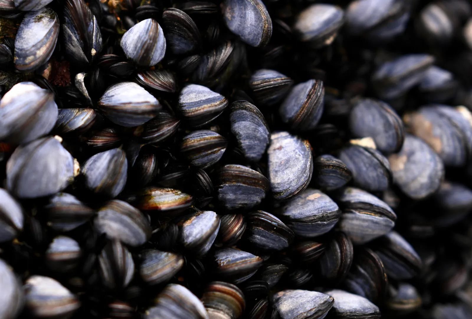 Invasive Species Spreading Across US As Warning Issued About Golden ...