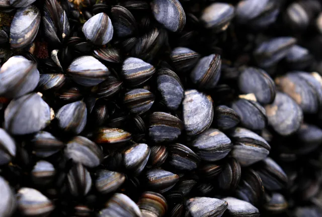 Invasive Species Spreading Across US As Warning Issued About Golden ...