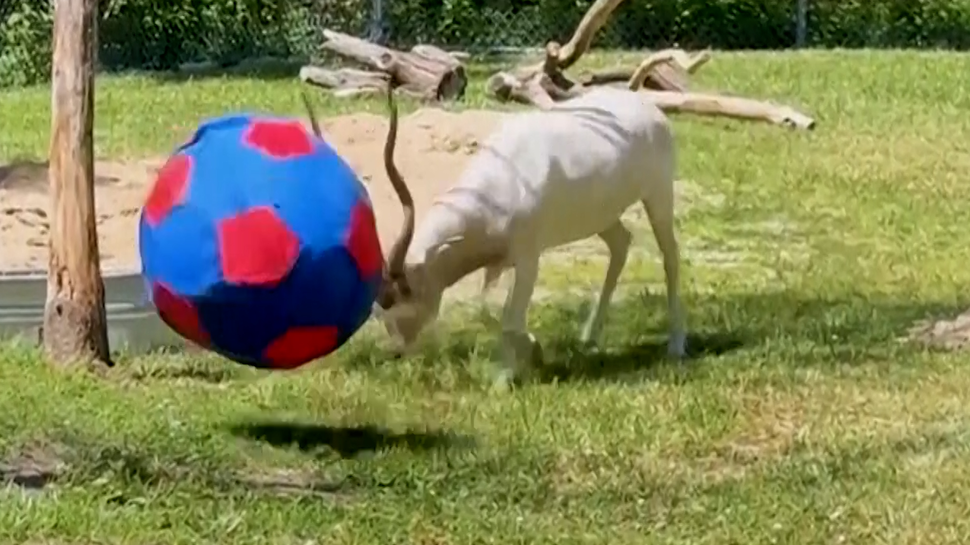 Brookfield Zoo Animals Show Off Soccer Skills Ahead Of World Cup - Newsweek