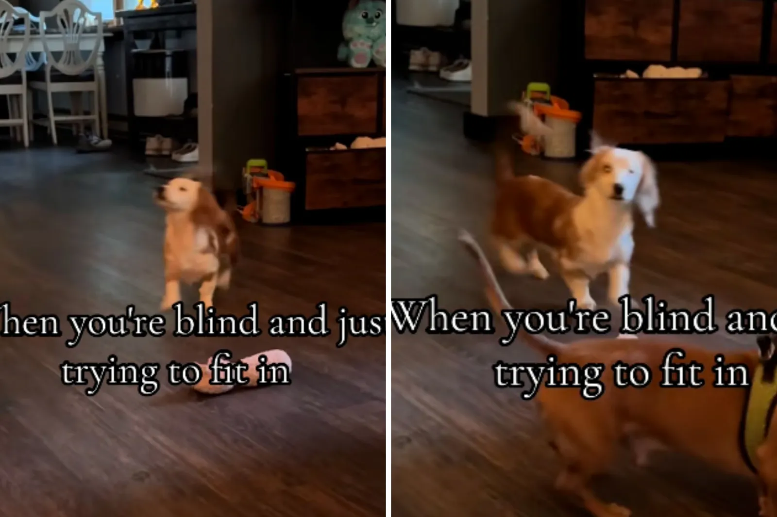 Owner Films Blind Pup Desperately ‘Trying to Fit in’ With Foster ...
