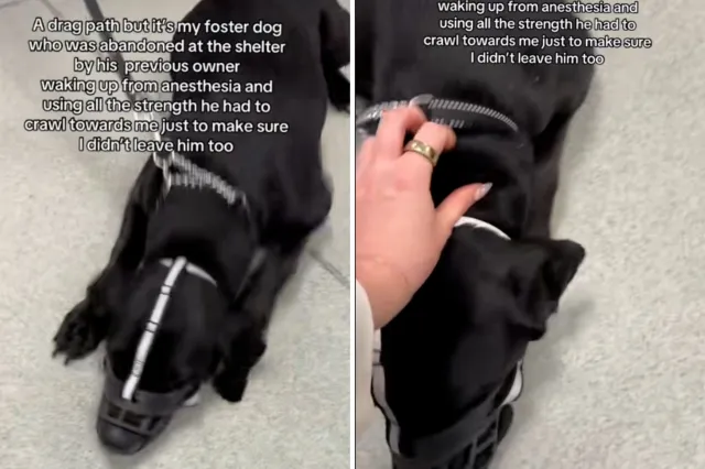 Dog Scared of Being Abandoned Again Crawls to Foster Parent After ...