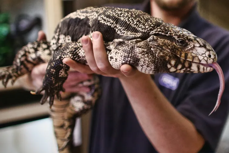 Map Shows Georgia Lizard Sightings as Residents Told to Report or Kill ...