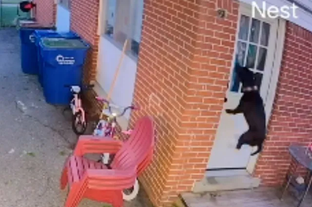 Owner Lets Begging Dog Out at 3 A.M., Then She Realizes Her Mistake ...