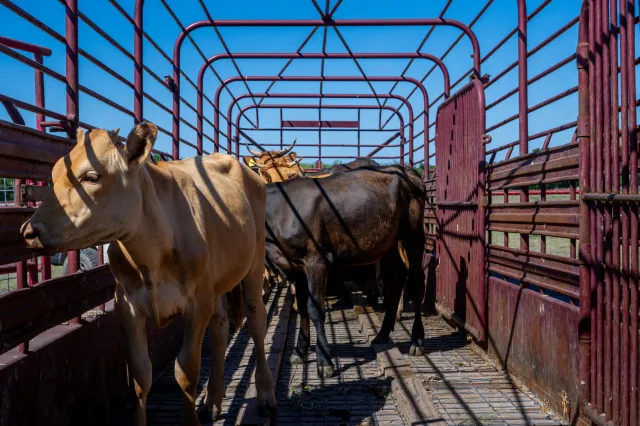 Mexico Bans Import of Live Animals Over Screwworm: How It Impacts ...