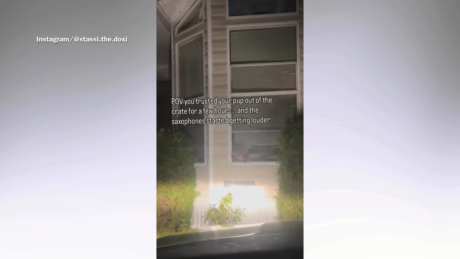 Dachshund Breaks Through Window Screen When Home Alone - Newsweek